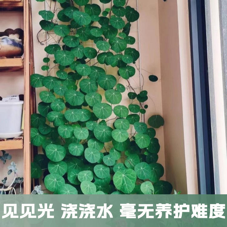 Mountain turtle climbing vine plant 山乌龟- 爬藤植物 水培/土培 易种植桌面盆栽hydroponic ...