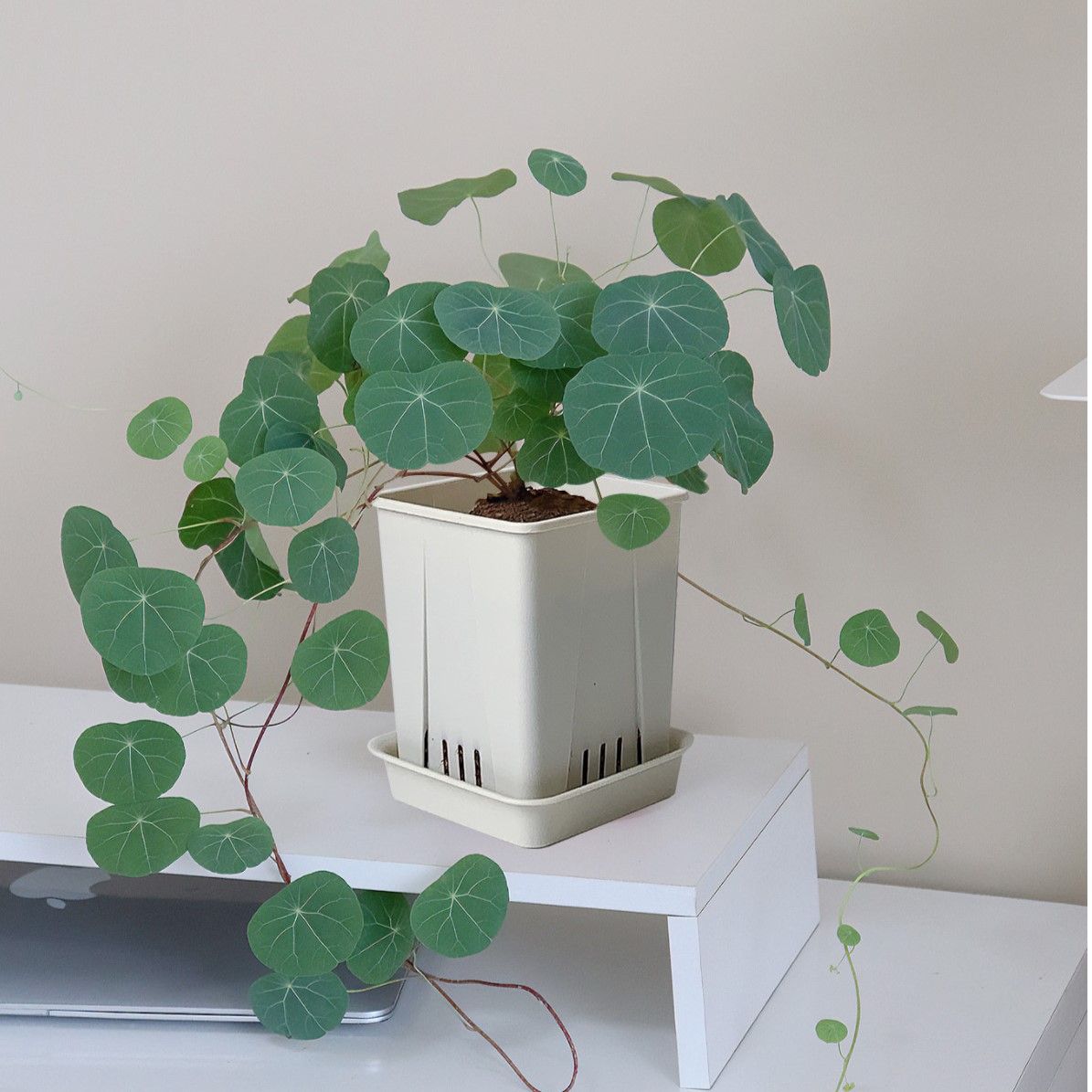 Mountain turtle climbing vine plant 山乌龟- 爬藤植物 水培/土培 易种植桌面盆栽hydroponic ...