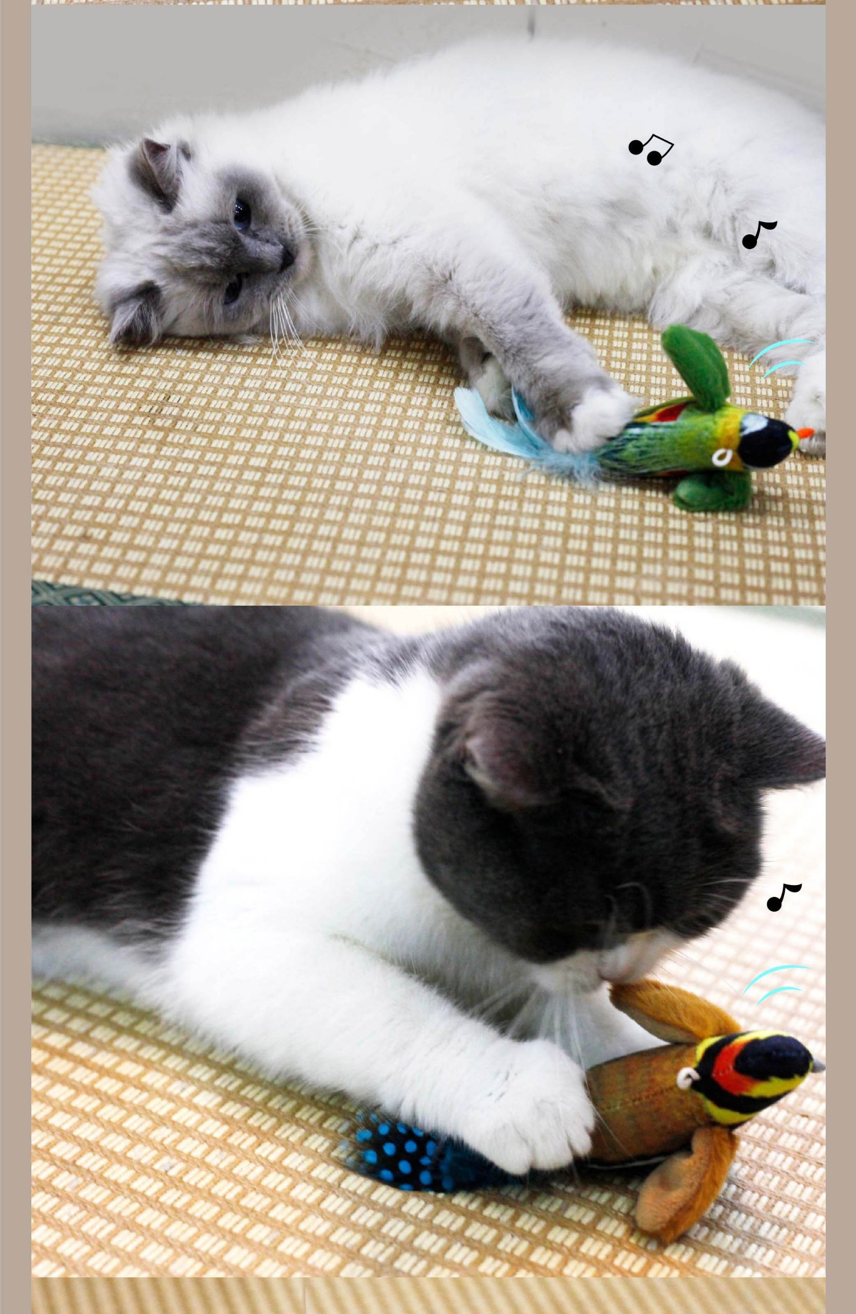 Mainan haiwan peliharaan, plus mainan kucing yang menggantung yang ...