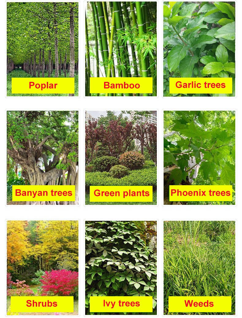 【The tree died in one second】racun rumput paling berkesan One tree dies ...