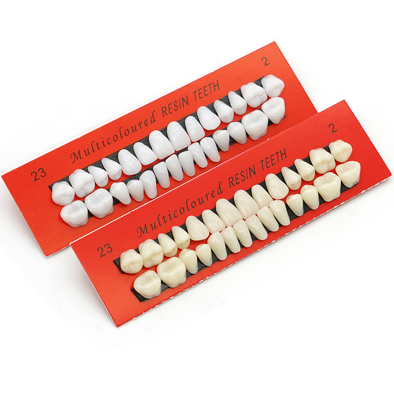 28Pcs/Set Resin Teeth Teaching Model Resin Denture Teeth Teaching Props ...