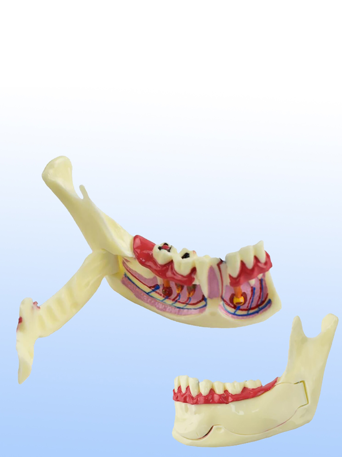 Oral Dental Teaching Mandibular Bone Decomposition Mandible Model ...