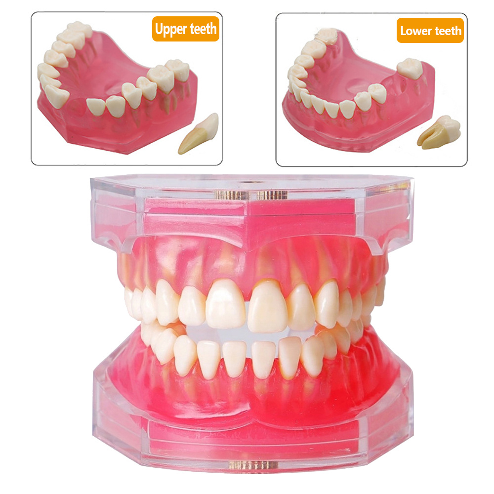 (In Stock)Dental Teeth Model Removable teeth Dental Model With ...