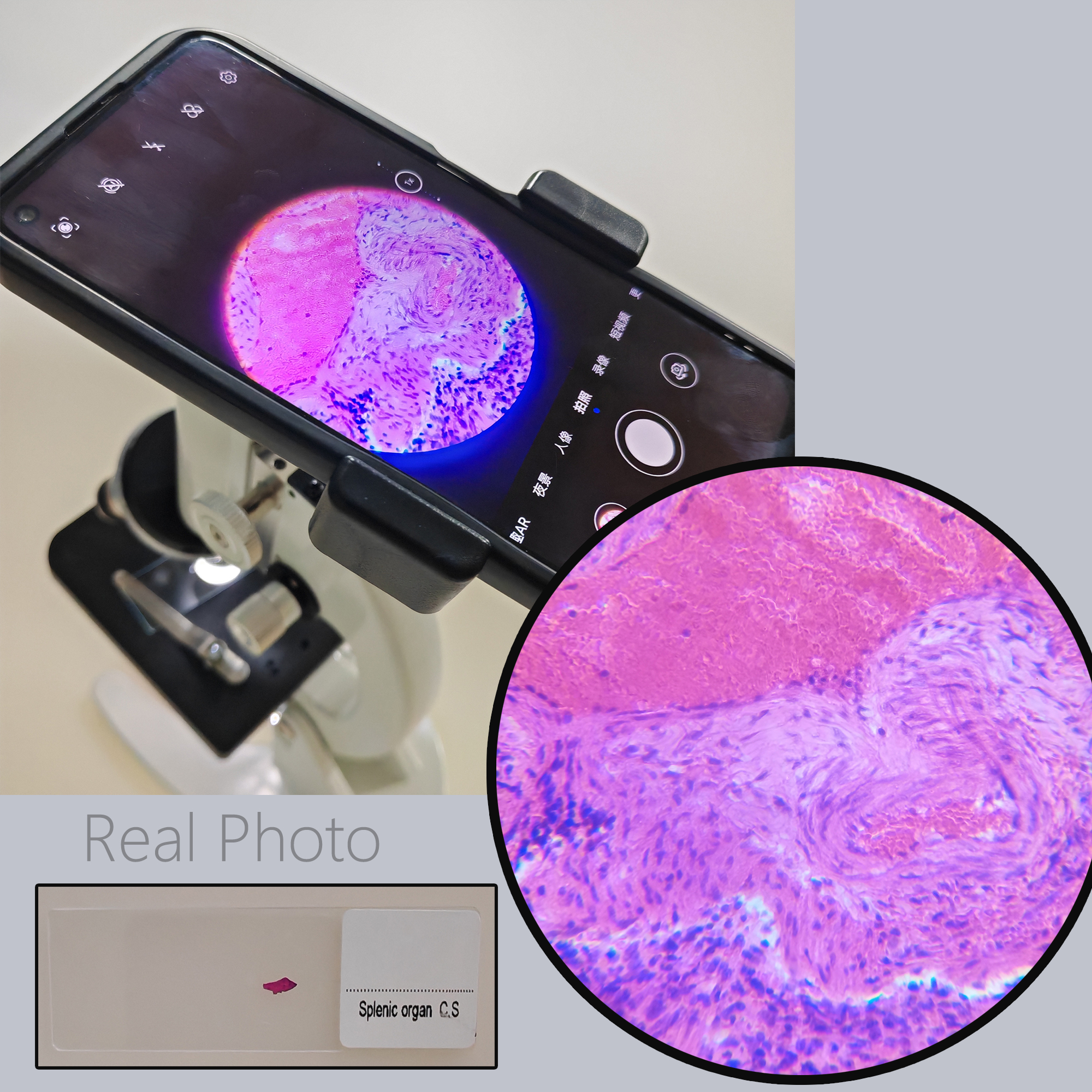 Biological Microscope 640x-2400x HD view with Fine and Coarse knob ...