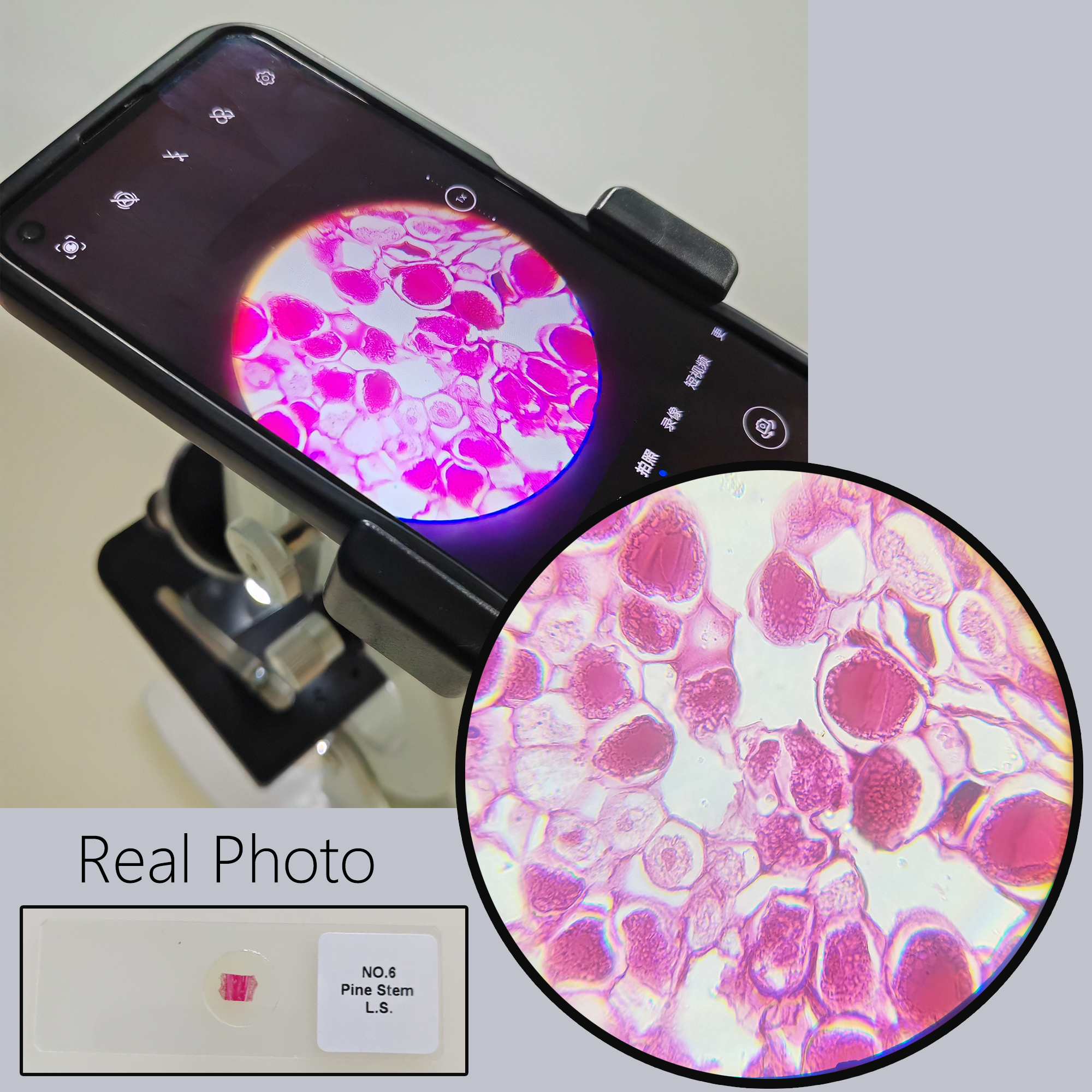 Biological Microscope 640x-2400x HD view with Fine and Coarse knob ...