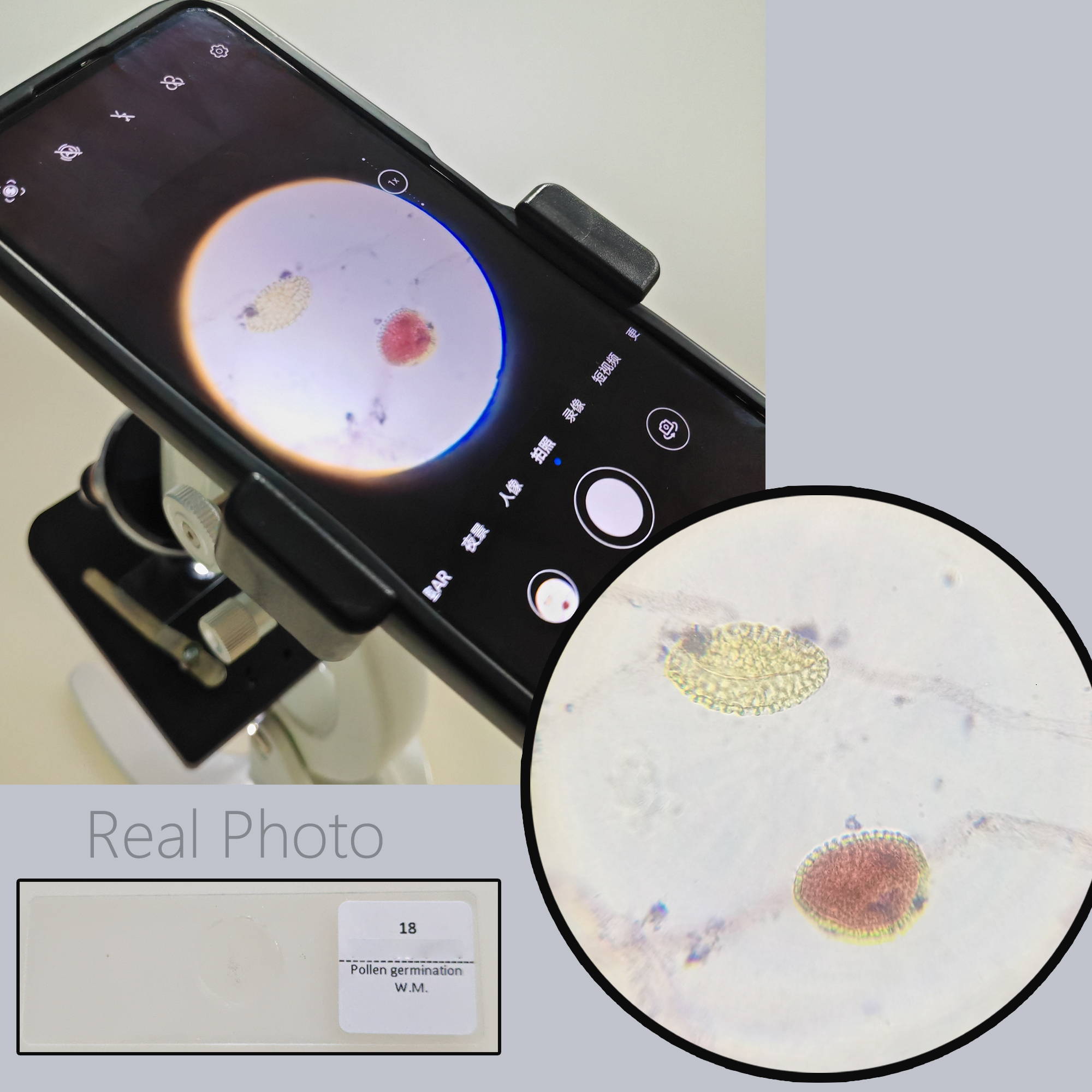 Biological Microscope 640x-2400x HD view with Fine and Coarse knob ...