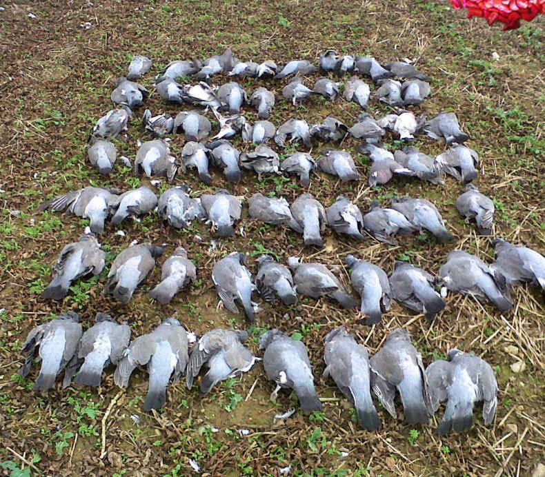 [Ready Stock] racun burung bird killer 500g Bird repellent Bird Poison ...