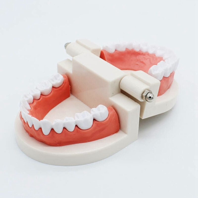 (In Stock)1pc Dental Teeth Model Teaching Study Demonstration Tool ...