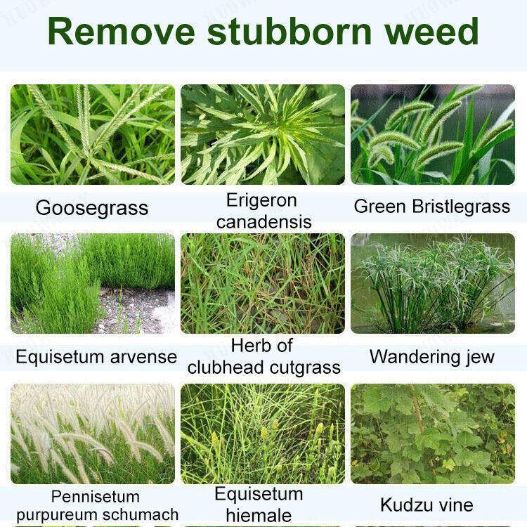 Chemical to Kill big tree roots and bamboo Effective weed control ...