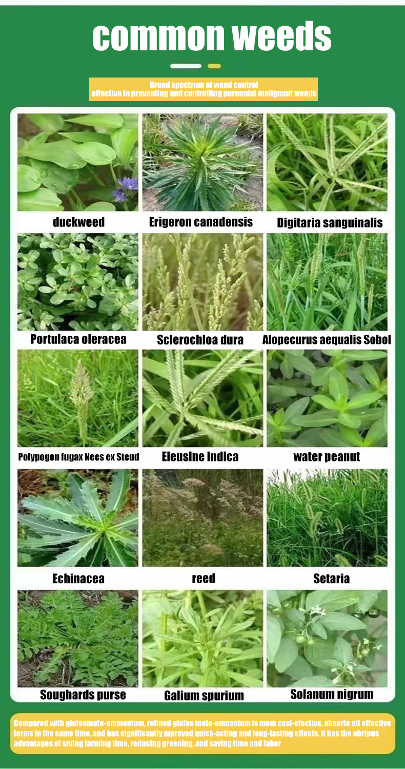 racun rumput sambau power [Buy 1 Free 1] racun rumput cepat mati weed ...