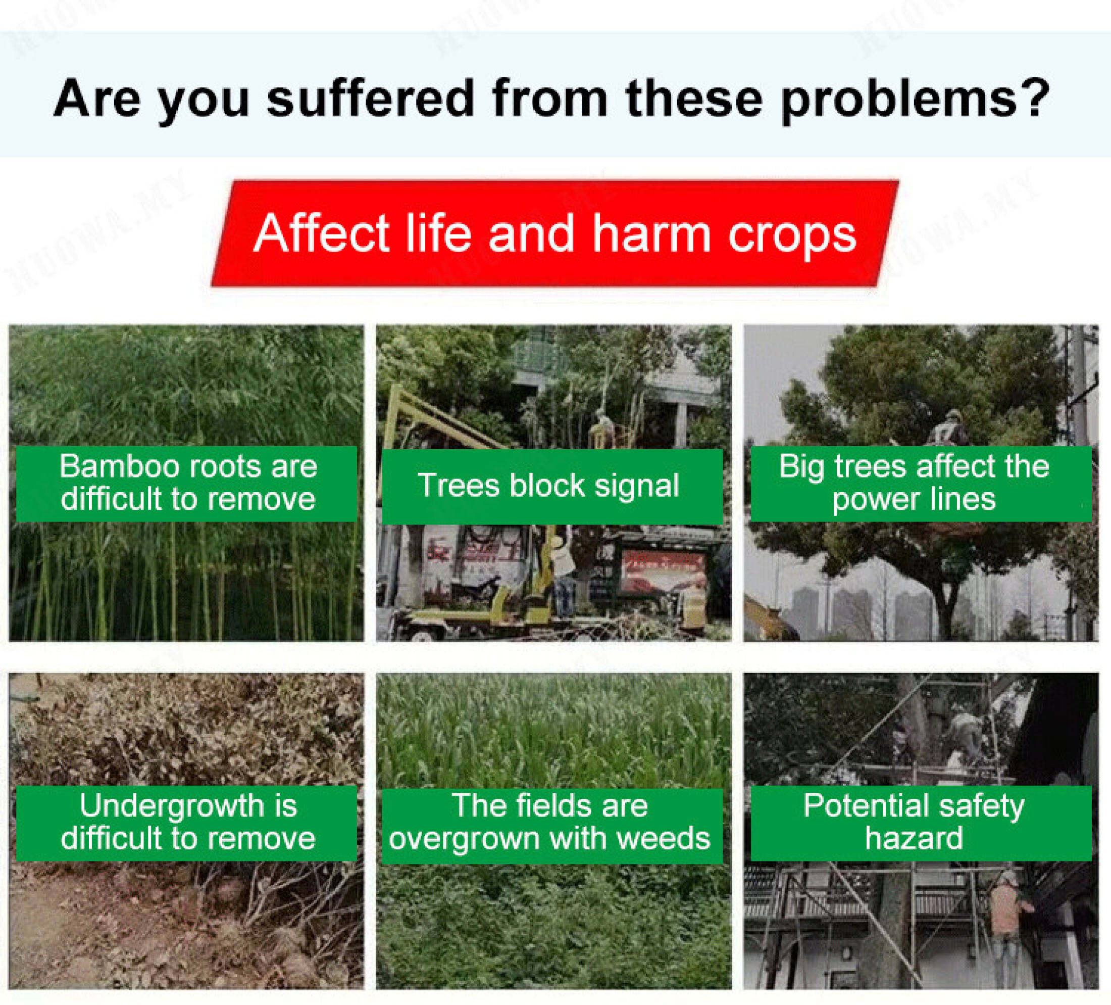 Chemical to Kill big tree roots and bamboo Effective weed control ...