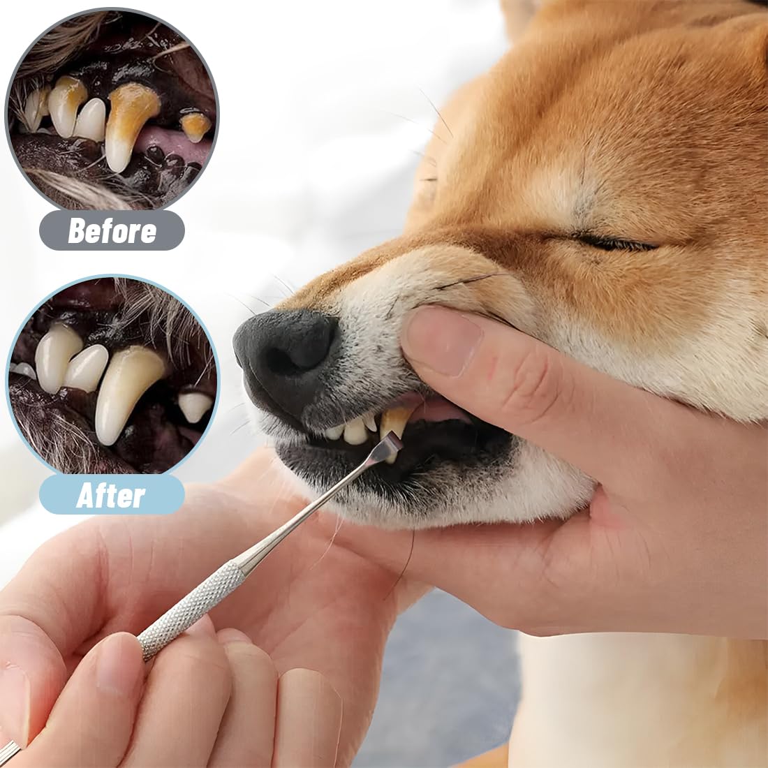 wingsbro Dog Teeth Cleaning Kit, Dog Dental Tooth Scaler and Scraper ...