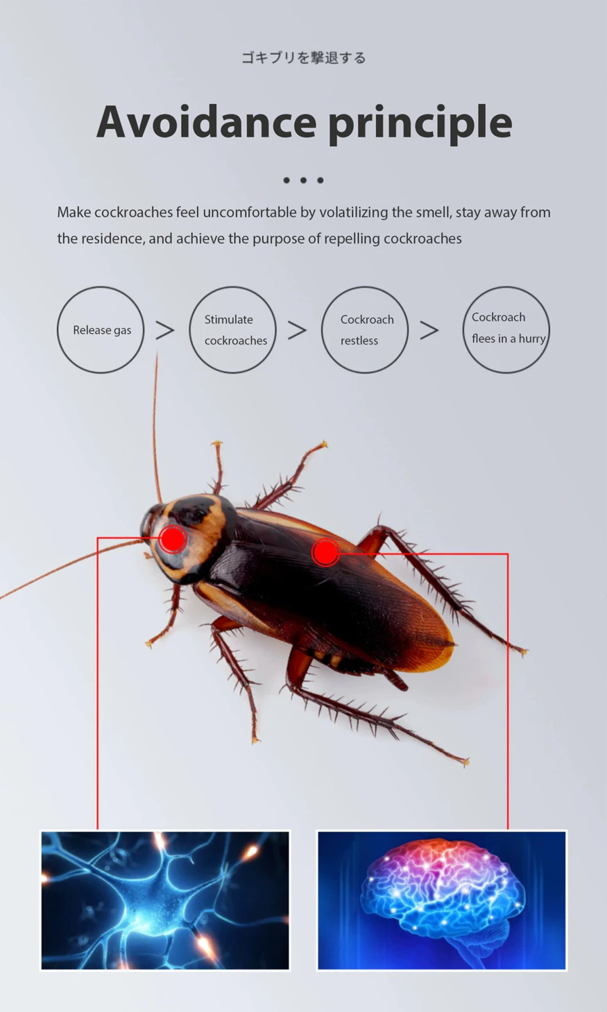 No cockroaches for ten years cockroach killer cockroach trap cockroach ...