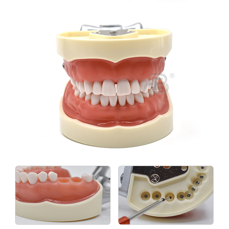 32pc Teeth Model With Screw-in Removable Resin Teeth for Teaching Demo ...