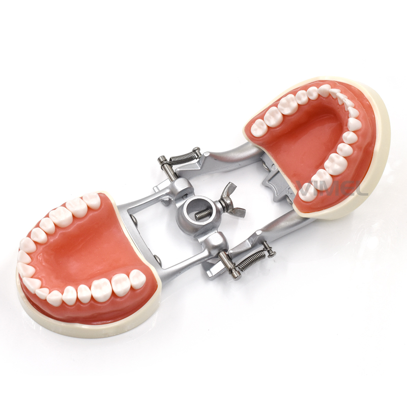 32pc Teeth Model With Screw-in Removable Resin Teeth for Teaching Demo ...