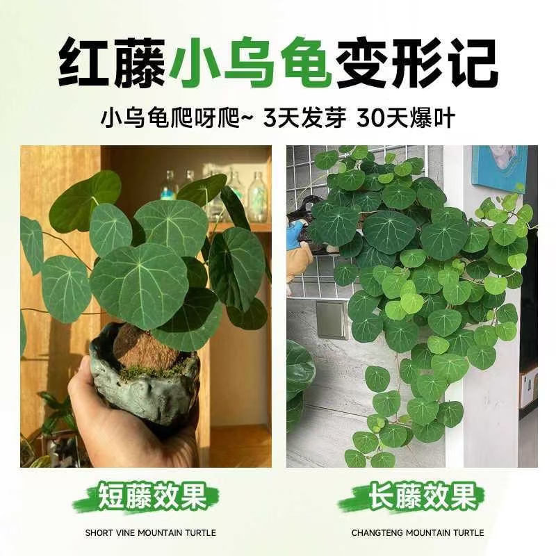 Mountain turtles climbing vines and planting balls 山乌龟爬藤种球 非常易养室内植物 水培 ...
