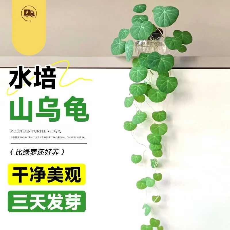 Mountain turtles climbing vines and planting balls 山乌龟爬藤种球 非常易养室内植物 水培 ...