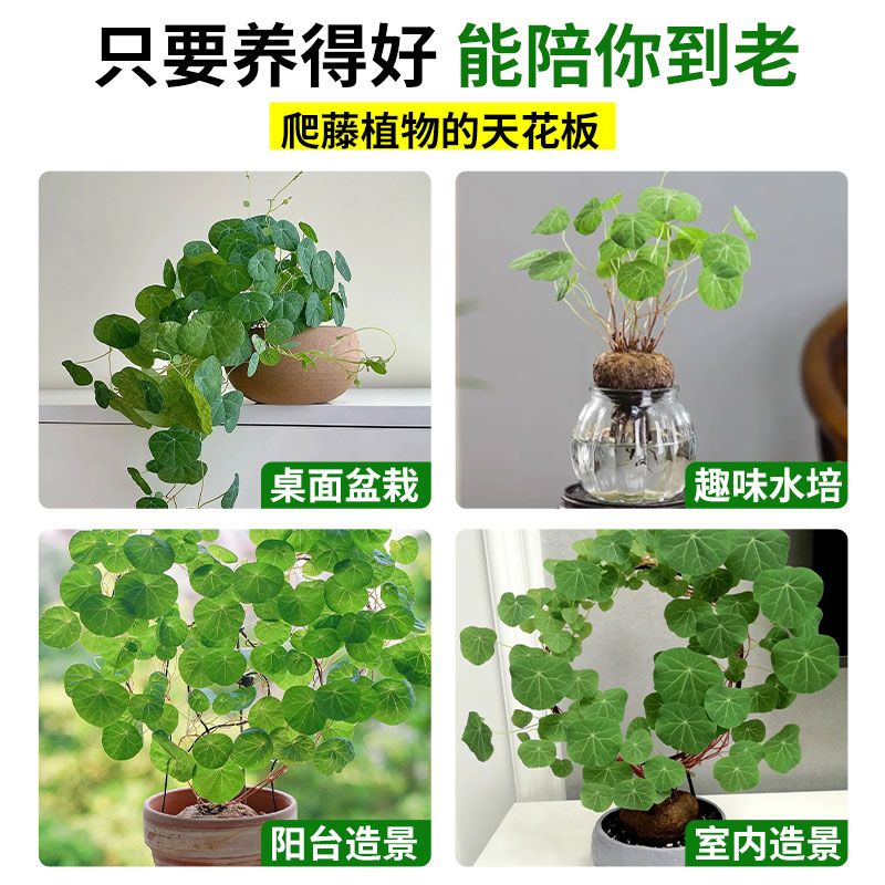 Mountain turtles climbing vines and planting balls 山乌龟爬藤种球 非常易养室内植物 水培 ...