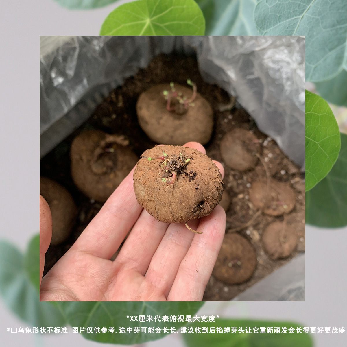 Mountain turtles climbing vines and planting balls 山乌龟爬藤种球 非常易养室内植物 水培 ...