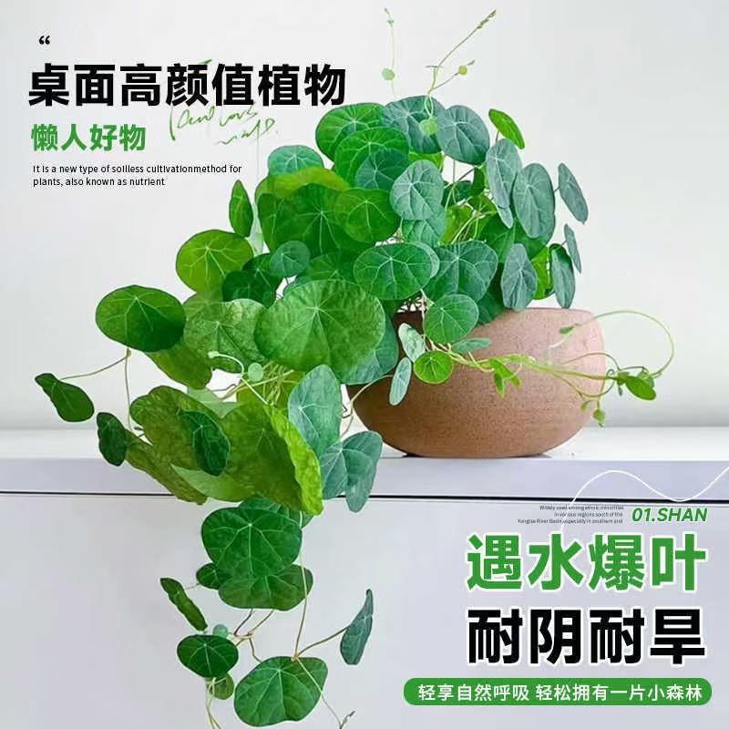 Mountain turtles climbing vines and planting balls 山乌龟爬藤种球 非常易养室内植物 水培 ...