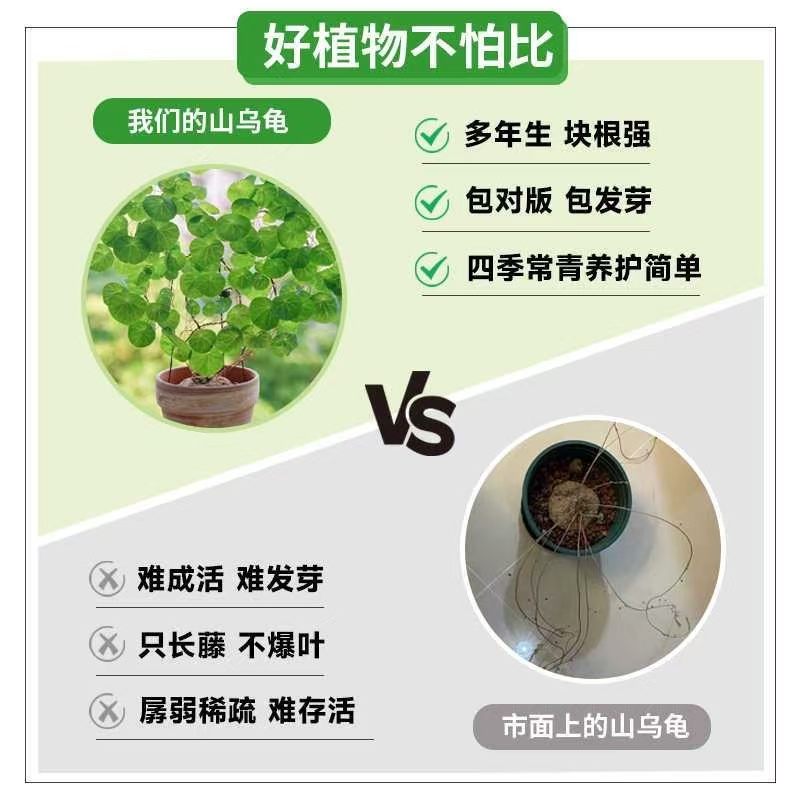 Mountain turtles climbing vines and planting balls 山乌龟爬藤种球 非常易养室内植物 水培 ...