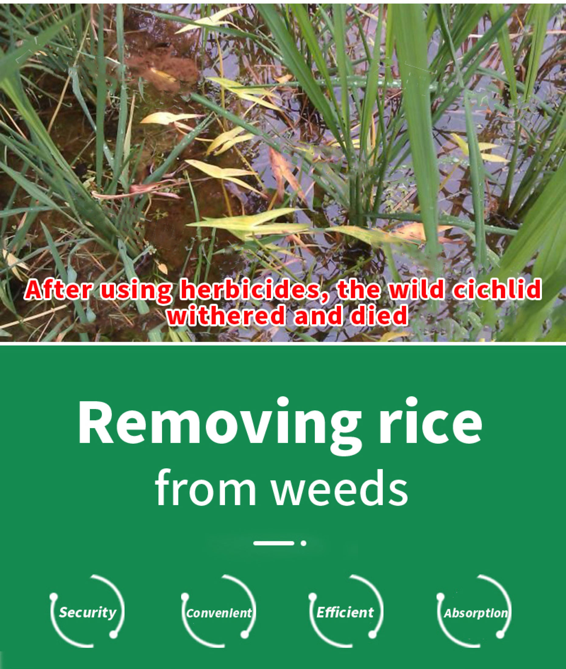 ff Herbicide for rice 10g rice herbicide It can effectively kill weeds ...