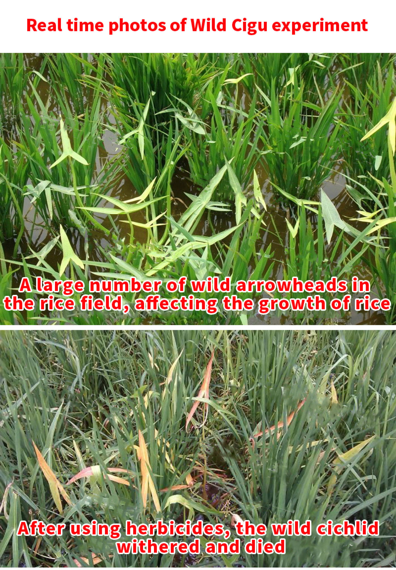 ff Herbicide for rice 10g rice herbicide It can effectively kill weeds ...
