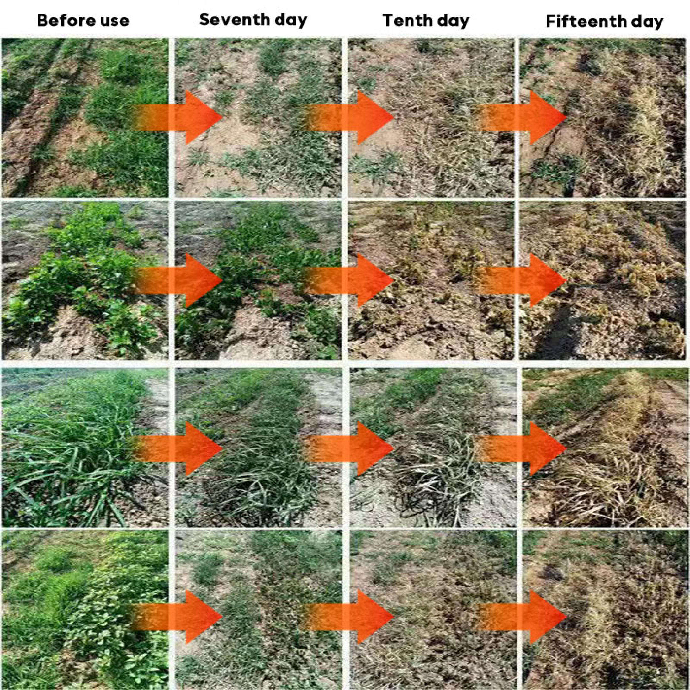 Herbicide for grass and weeds Weed and grass killer Grass killer ...
