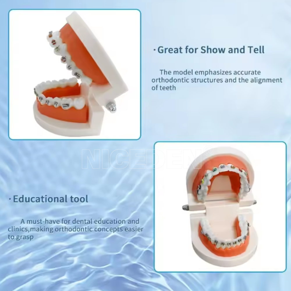NICEDEN Dental Model Teeth Teaching Model Plastic Teeth Model For ...
