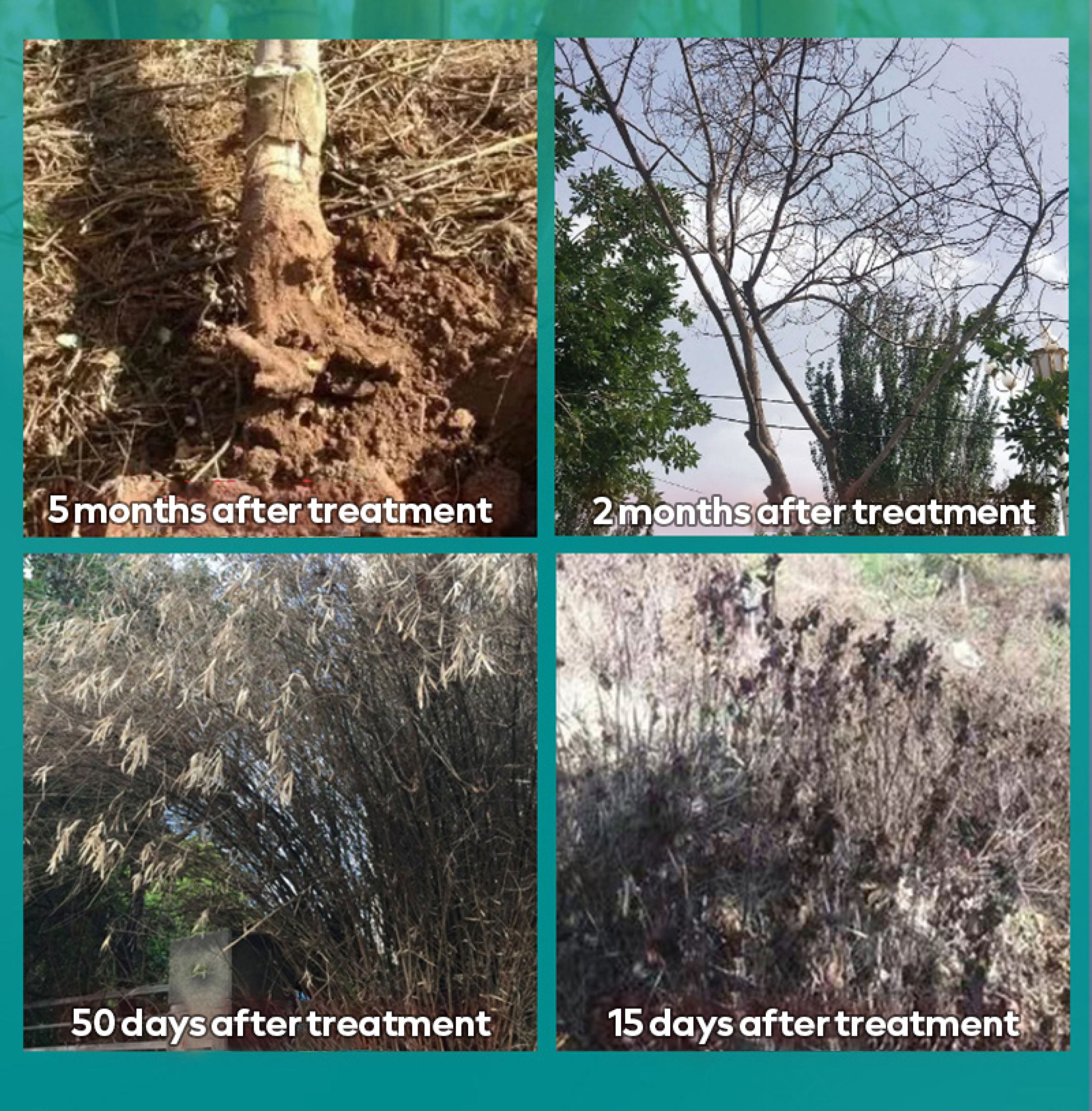 herbicide to kill tree,hexazione which can effectively kill big trees ...