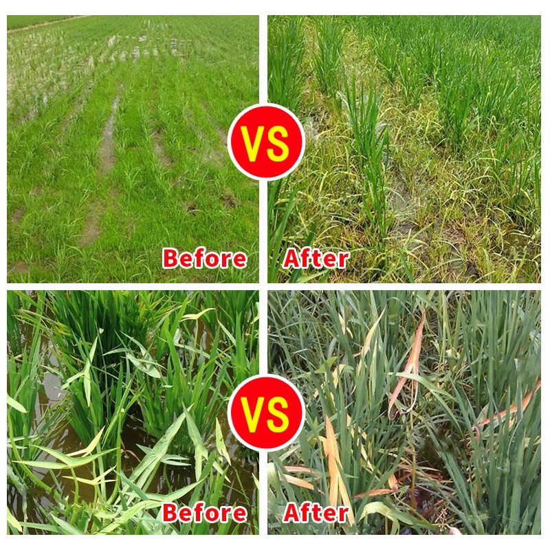 10g Rice-Specific Herbicide, Rice Straw Poison, Rice Straw Poison ...