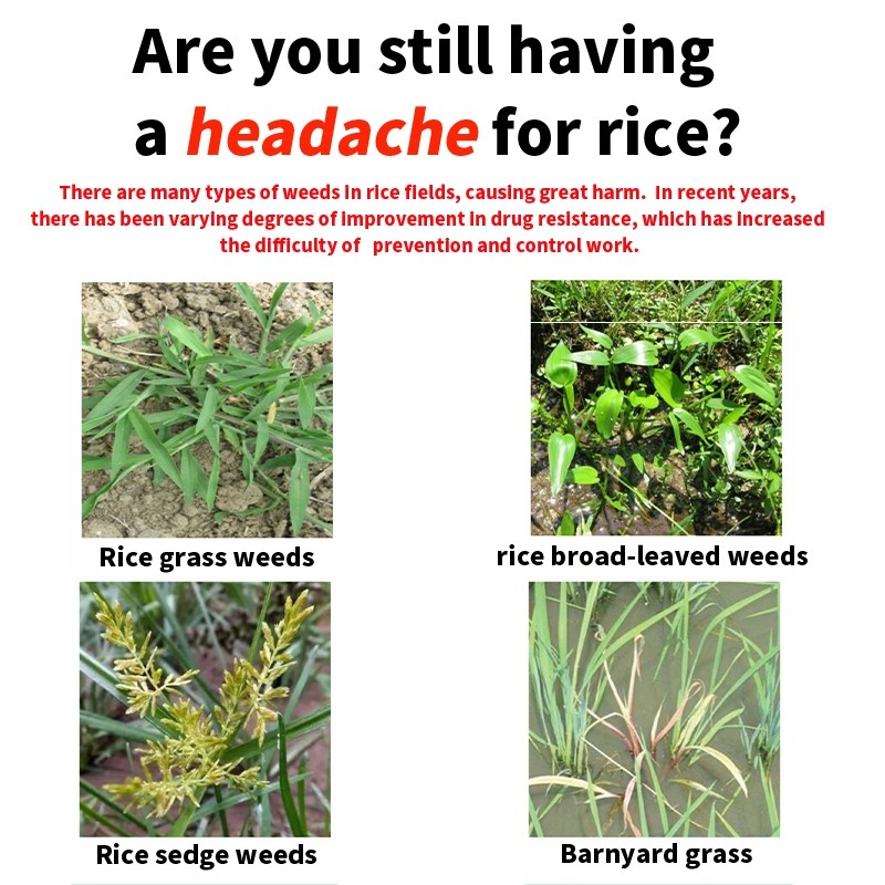 10g Rice-Specific Herbicide, Rice Straw Poison, Rice Straw Poison ...