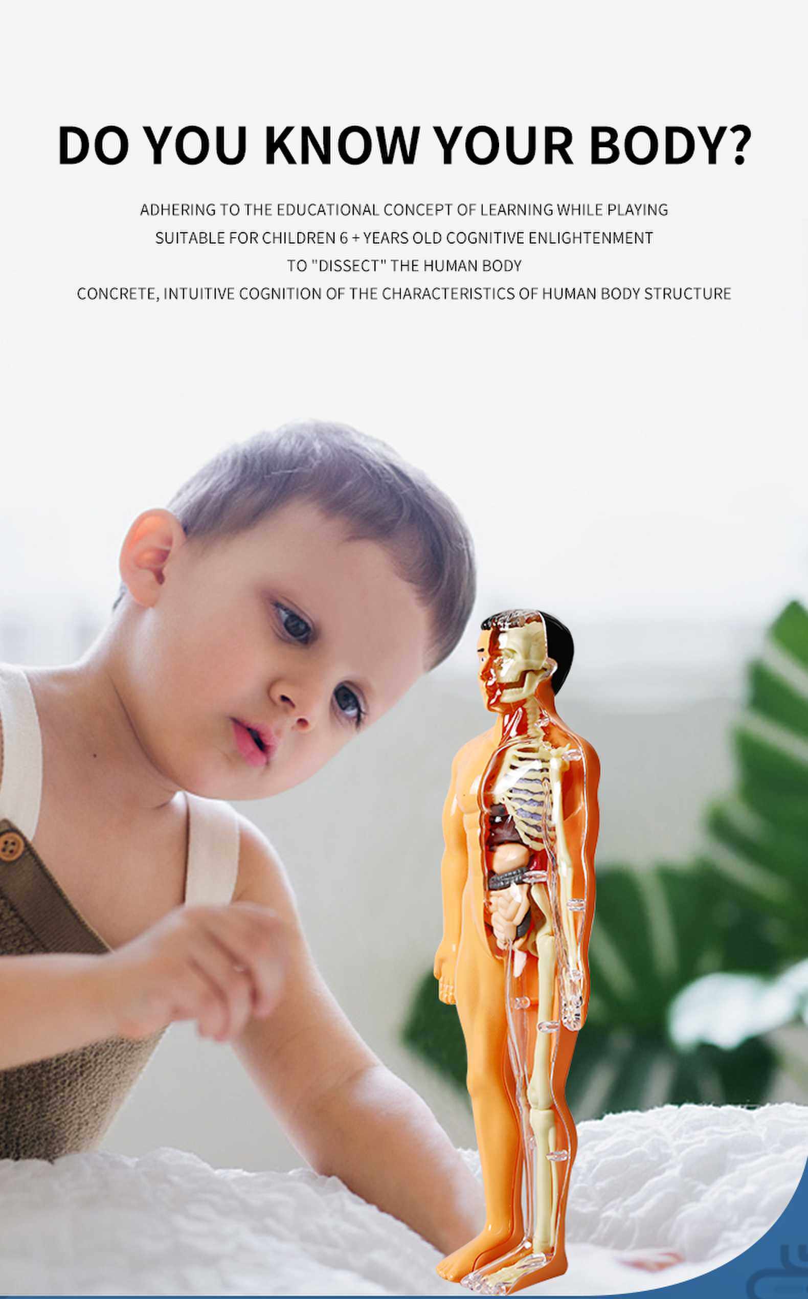 3D Human Body AnatomyBodyOrgansToy Set Human Torso Body Model ...