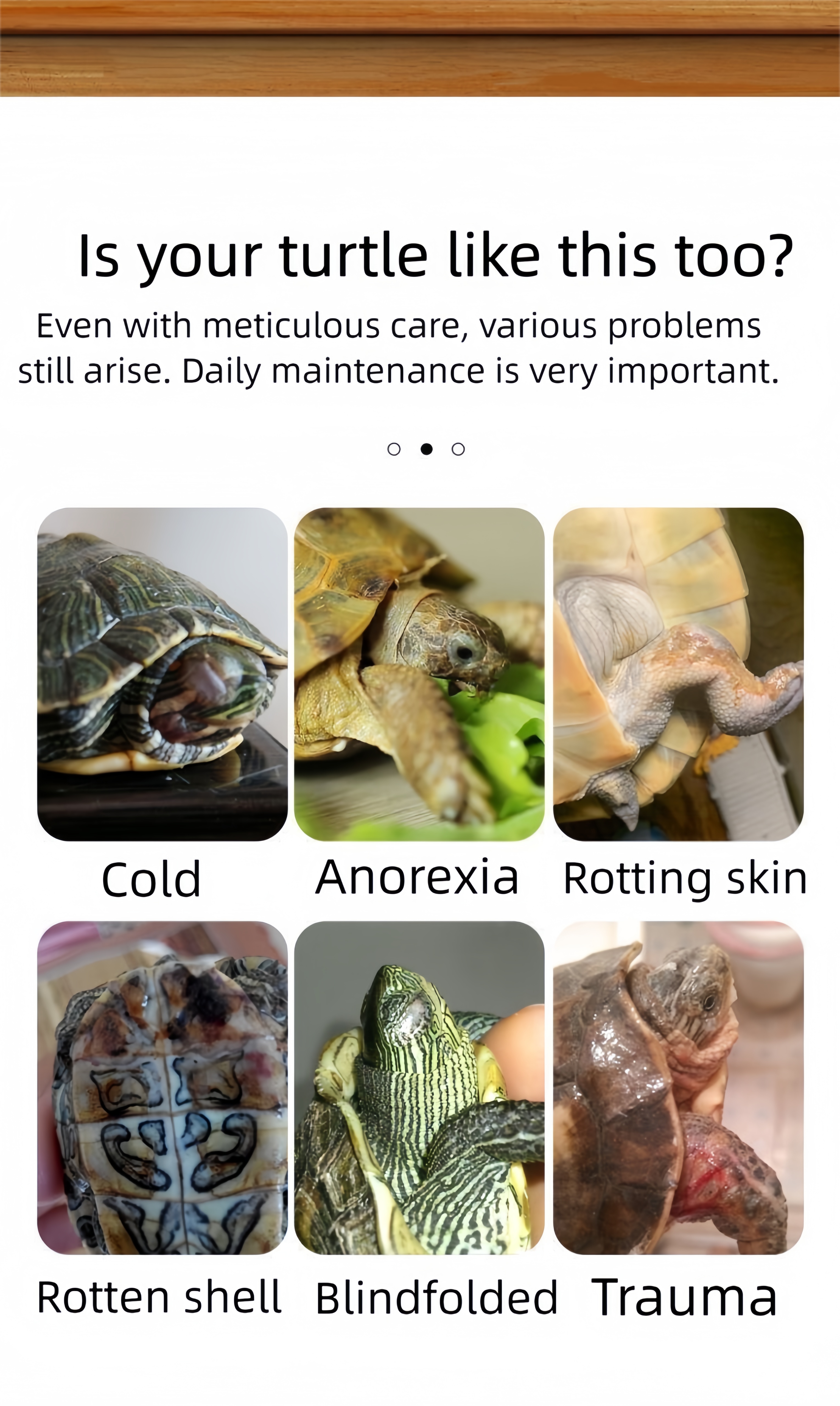 Turtle Protector Turtle Fungus Supplement Ubat Kura Kura Eye Treatment ...