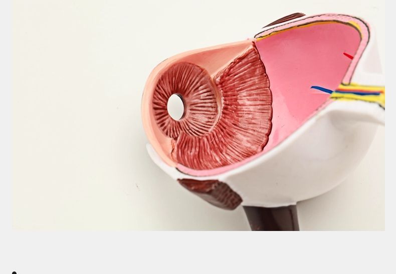 Cornea Eyeball Model Human Eye Model Human Eye Demonstration Teaching ...