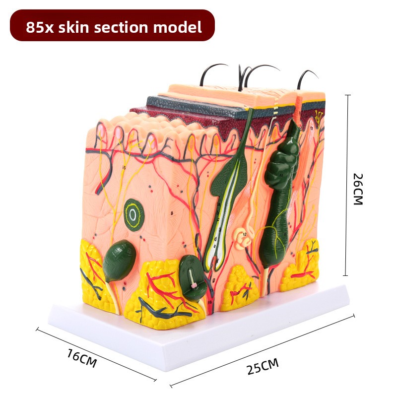 50 Times Human Skin Tidyle Structure Magnification Anatomy Model ...