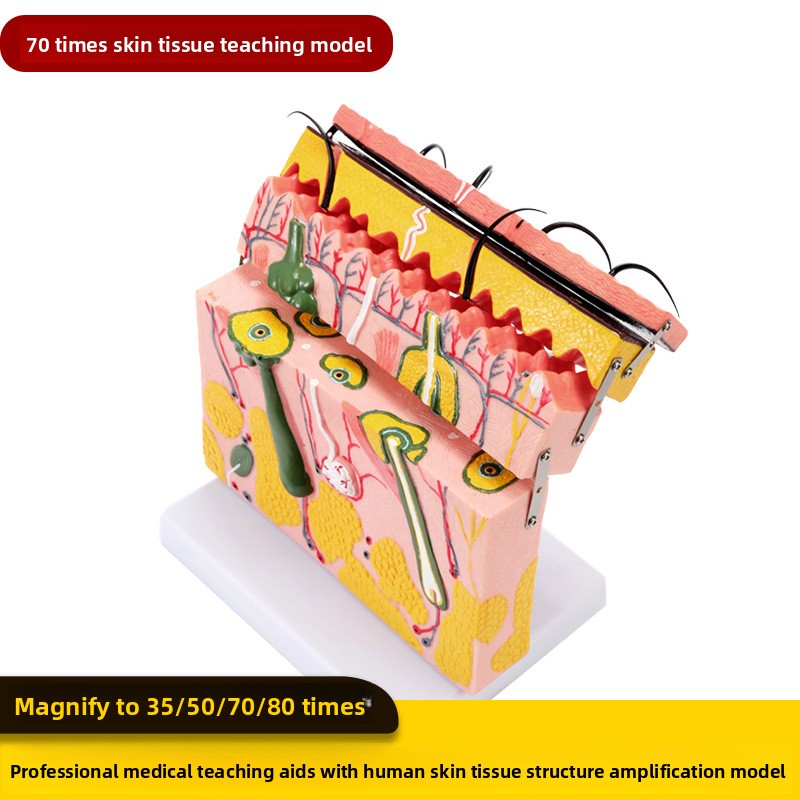 50 Times Human Skin Tidyle Structure Magnification Anatomy Model ...