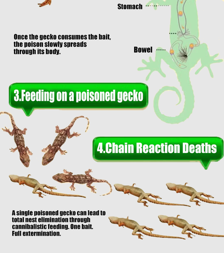 Gecko died 1000 meters away new lizard killer bait cicak killer 8pcs ...