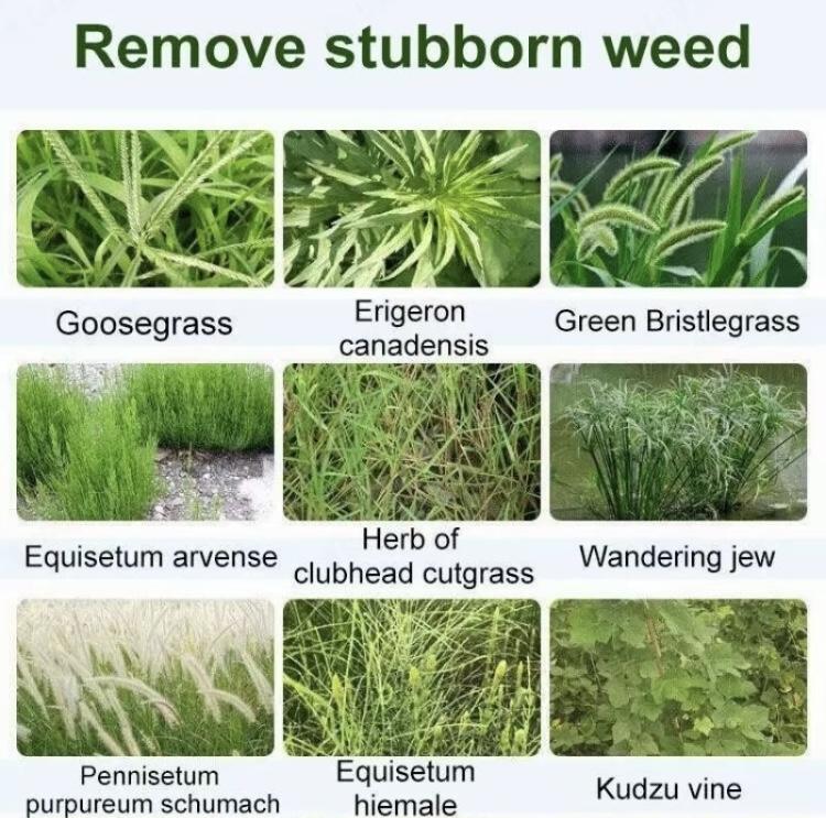 [HQ] herbicide to kill tree grass weed killer and tree Racun rumput ...