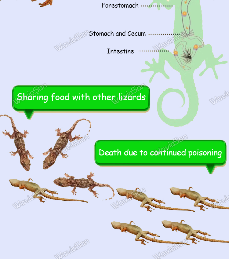 Quick Lizard Flee WavioSan Racun cicak Ubat cicak Lizard killer Lizard ...