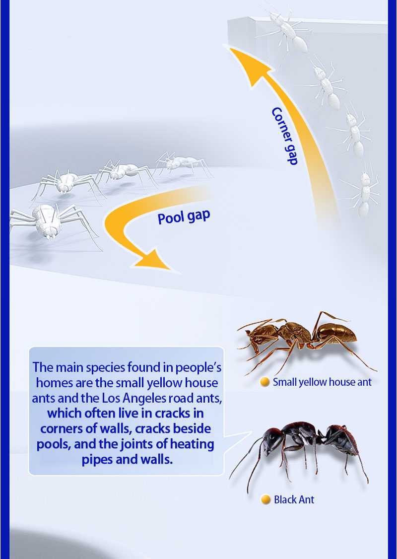 Strong Ant Bait Verve Racun semut Ant killer Ant poison Racun semut ...