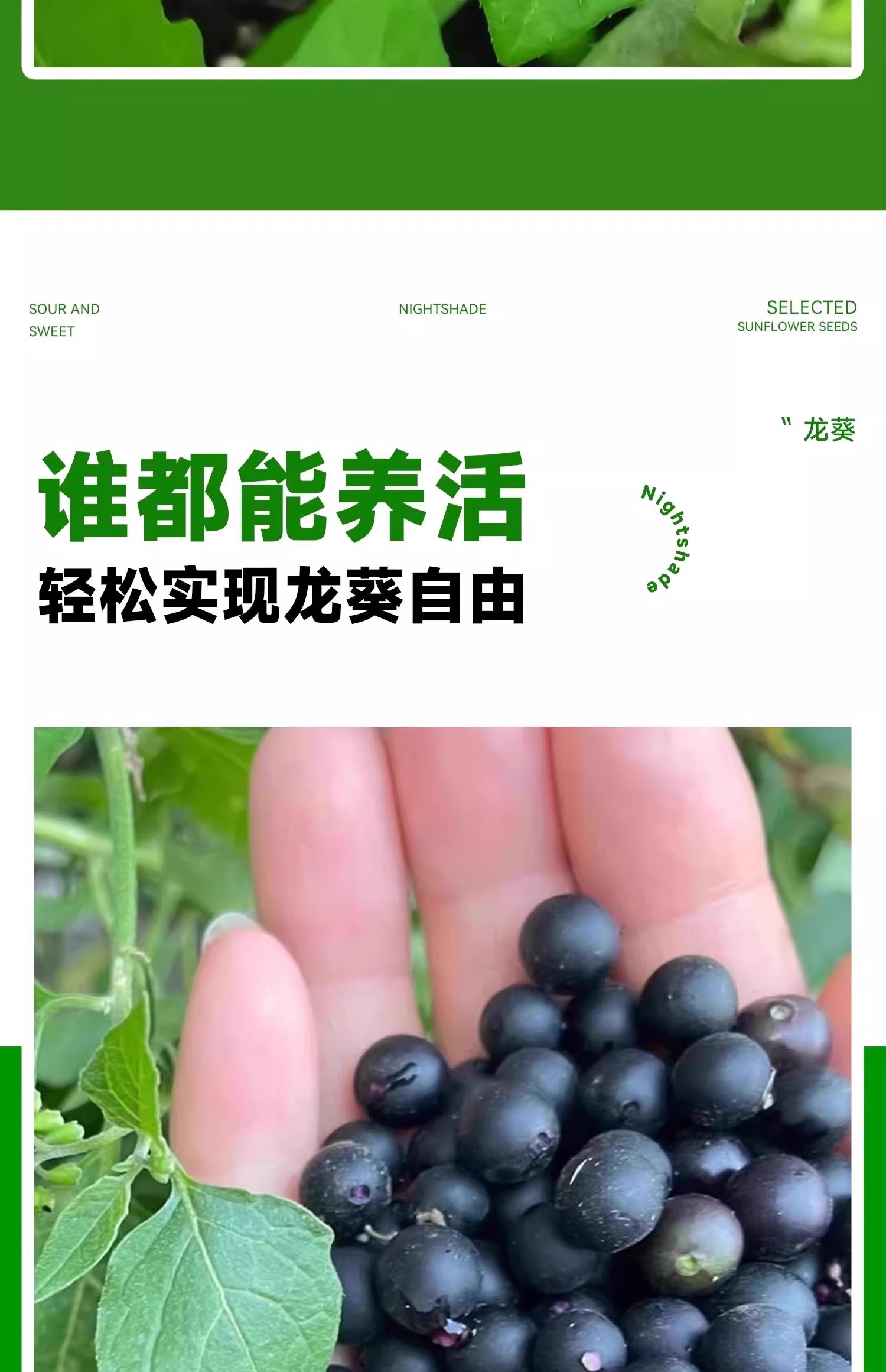 Dragon Kui Seed 野生龙葵种子迷你黑色浆果种子 Mini Black Fruit Seed Sweet and Sour ...