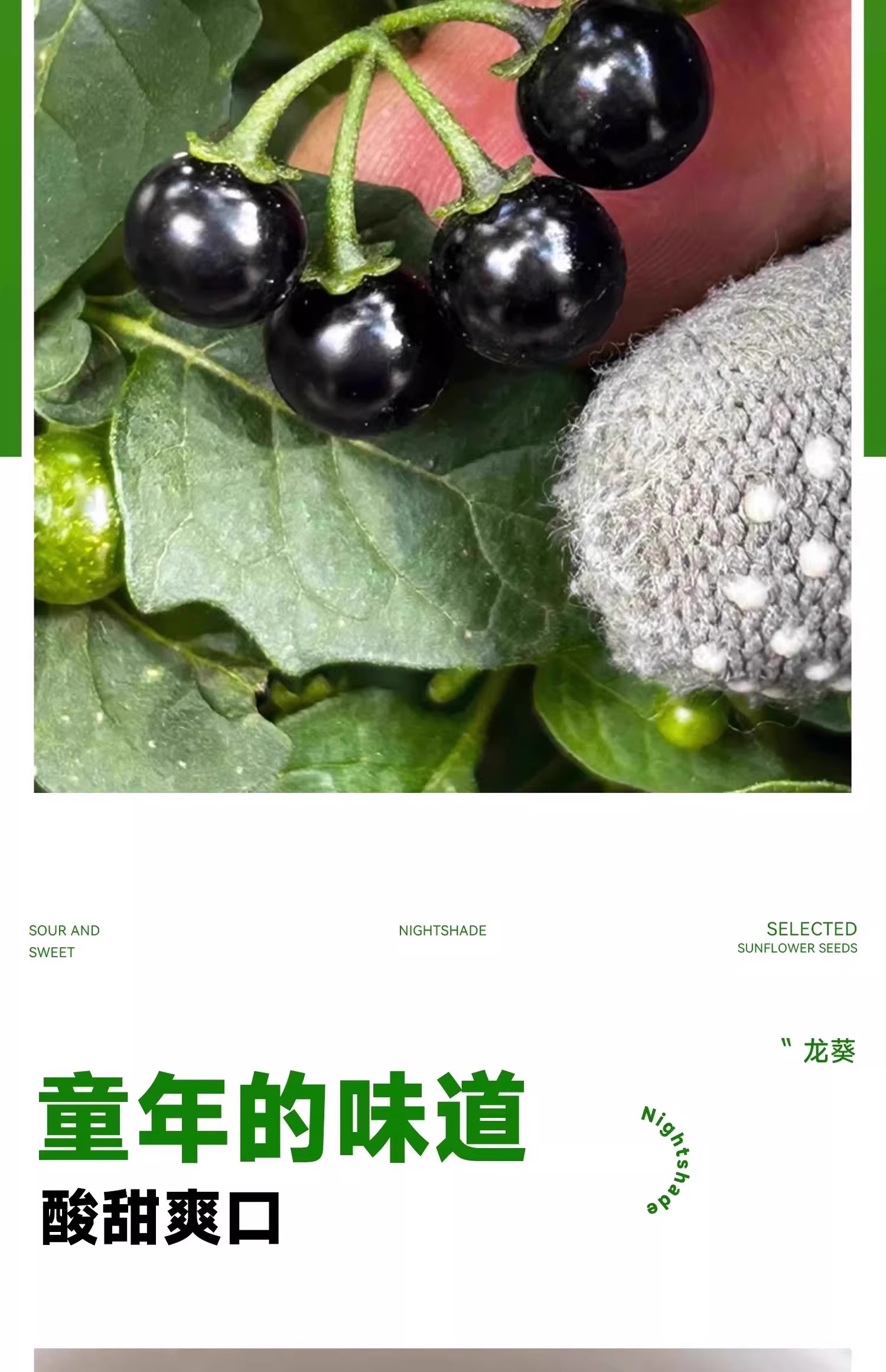 Dragon Kui Seed 野生龙葵种子迷你黑色浆果种子 Mini Black Fruit Seed Sweet and Sour ...