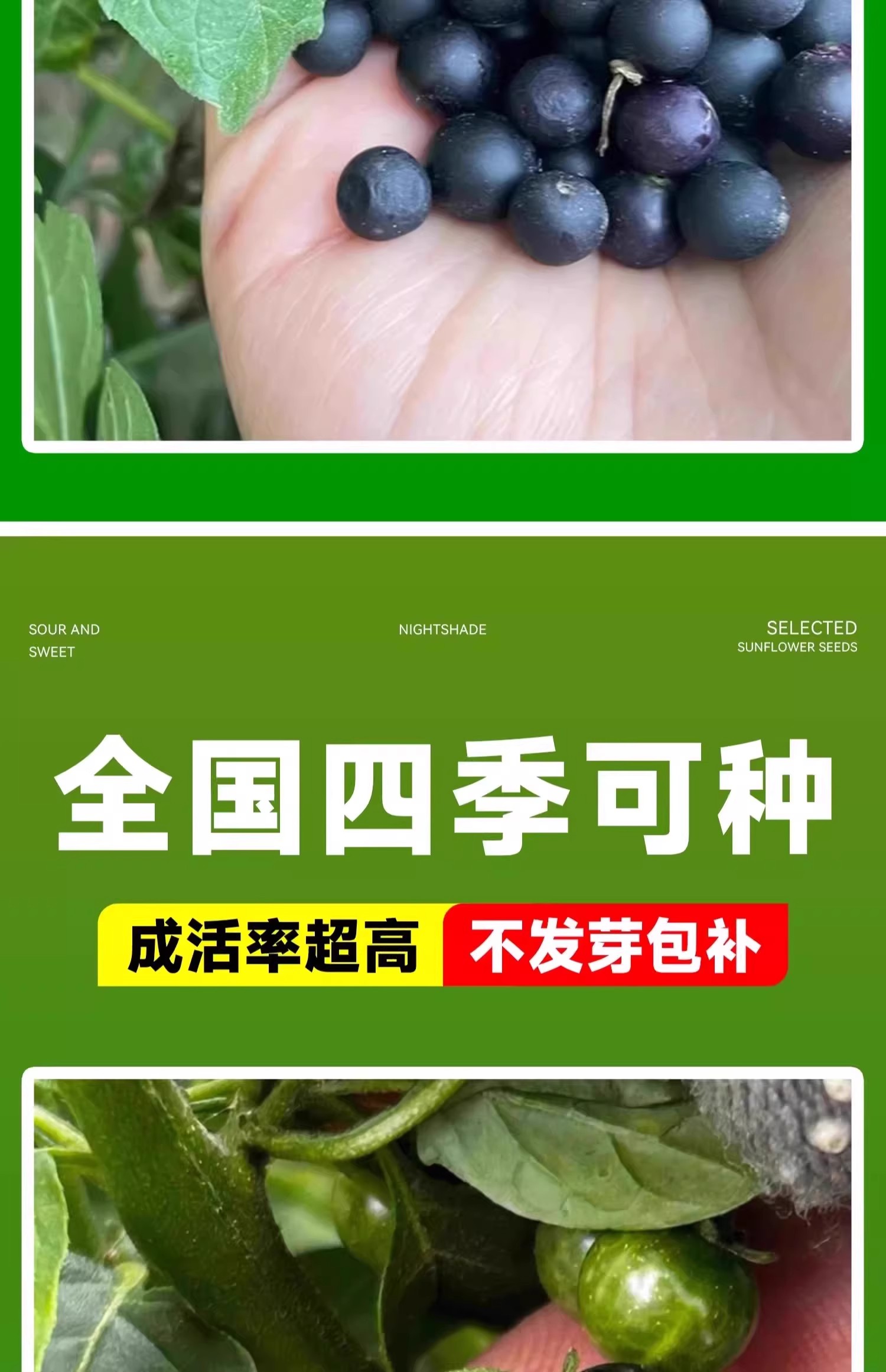 Dragon Kui Seed 野生龙葵种子迷你黑色浆果种子 Mini Black Fruit Seed Sweet and Sour ...