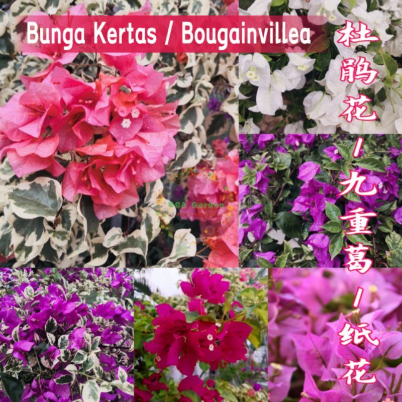 Keratan Cutting Bougainvillea / bunga kertas/杜鹃纸花/九重葛/plant | Shopee ...