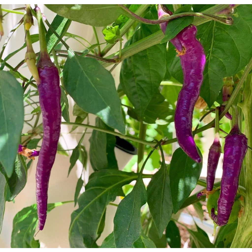 Cili purple lada ungu seed biji benih sedap boleh dimakan rare item ...