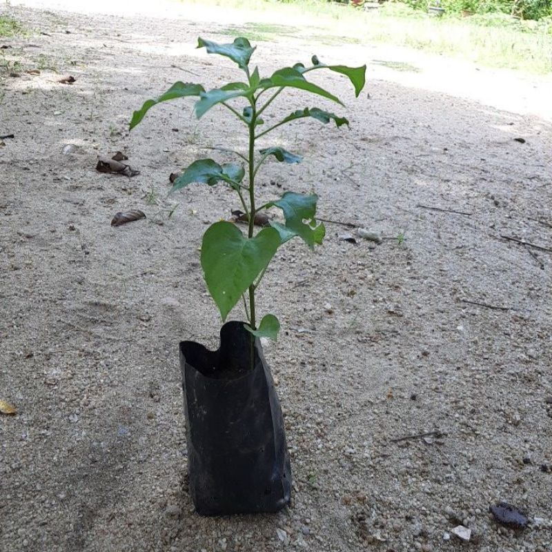 LIVE PLANT Cili padi kampung | Shopee Malaysia