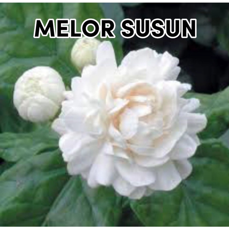 1 KERATAN BATANG POKOK BUNGA KERTAS/BUNGA JENJARUM RUBIA/BUNGA RAYA ...