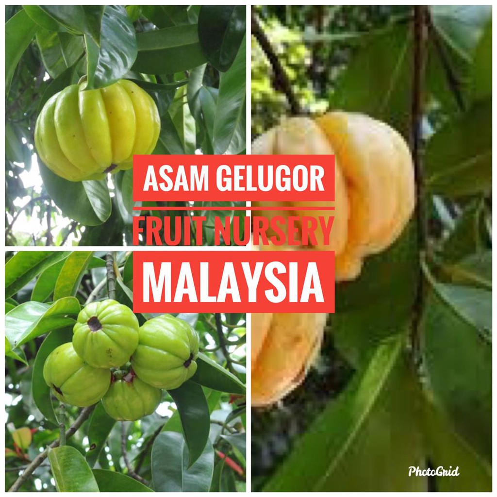Anak pokok asam gelugor thailand-Fruit Nursery Malaysia | Shopee Malaysia
