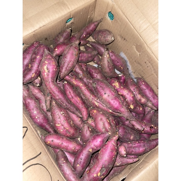 UBI MADU CAMERON HIGHLANDS 1kg 🔥🔥 | Shopee Malaysia